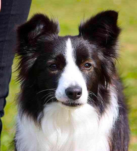 BORDER COLIE :: luckyrock.cz